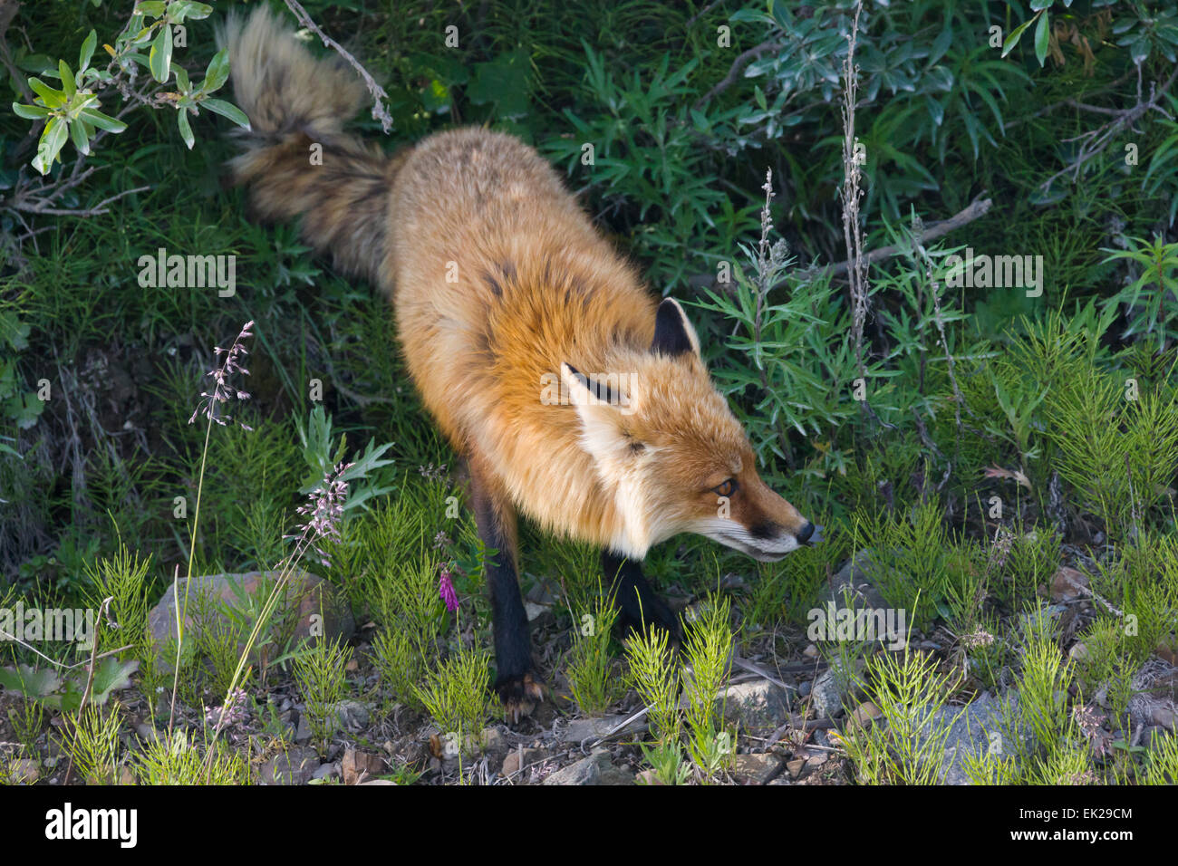 Red Fox (Vulpes vulpes), Denali National Park, Alaska, USA Stock Photo ...