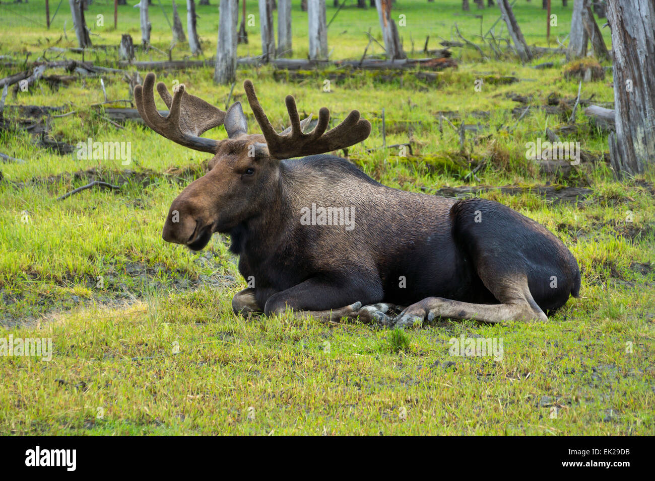 Alaska moose hi-res stock photography and images - Alamy