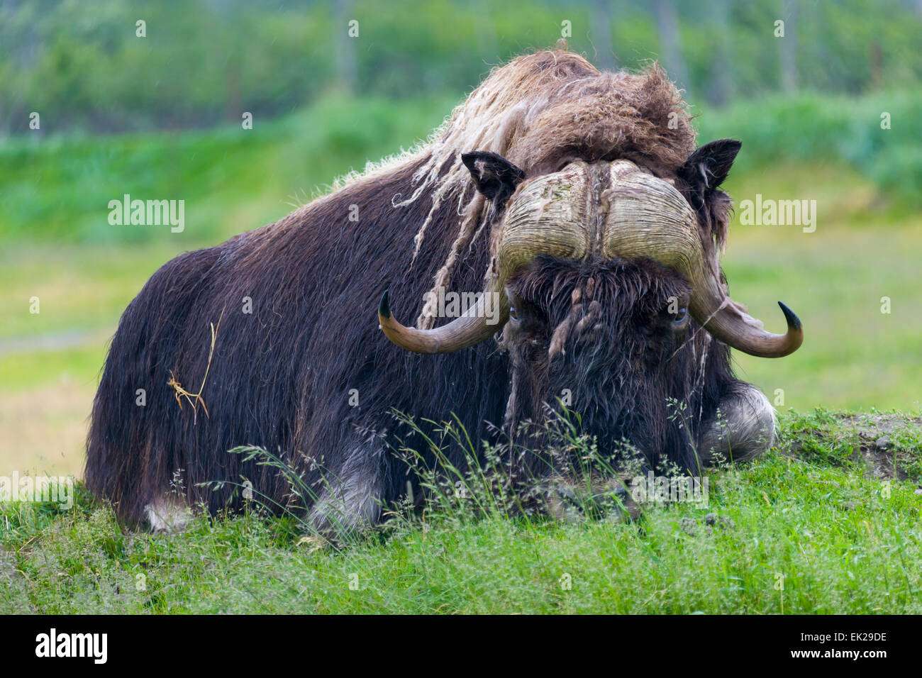 Muskox, Alaska, USA Stock Photo - Alamy