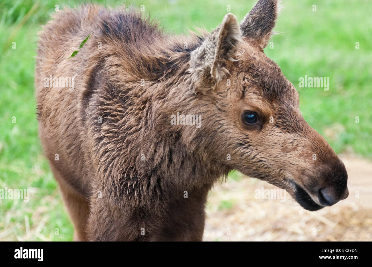 Caribou fawn, Alaska, USA Stock Photo - Alamy