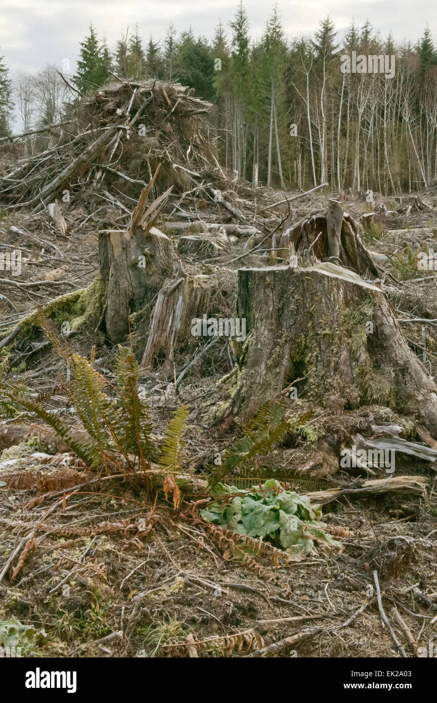 Clear-cut logging and piles of logging debris on the Olympic Peninsula ...