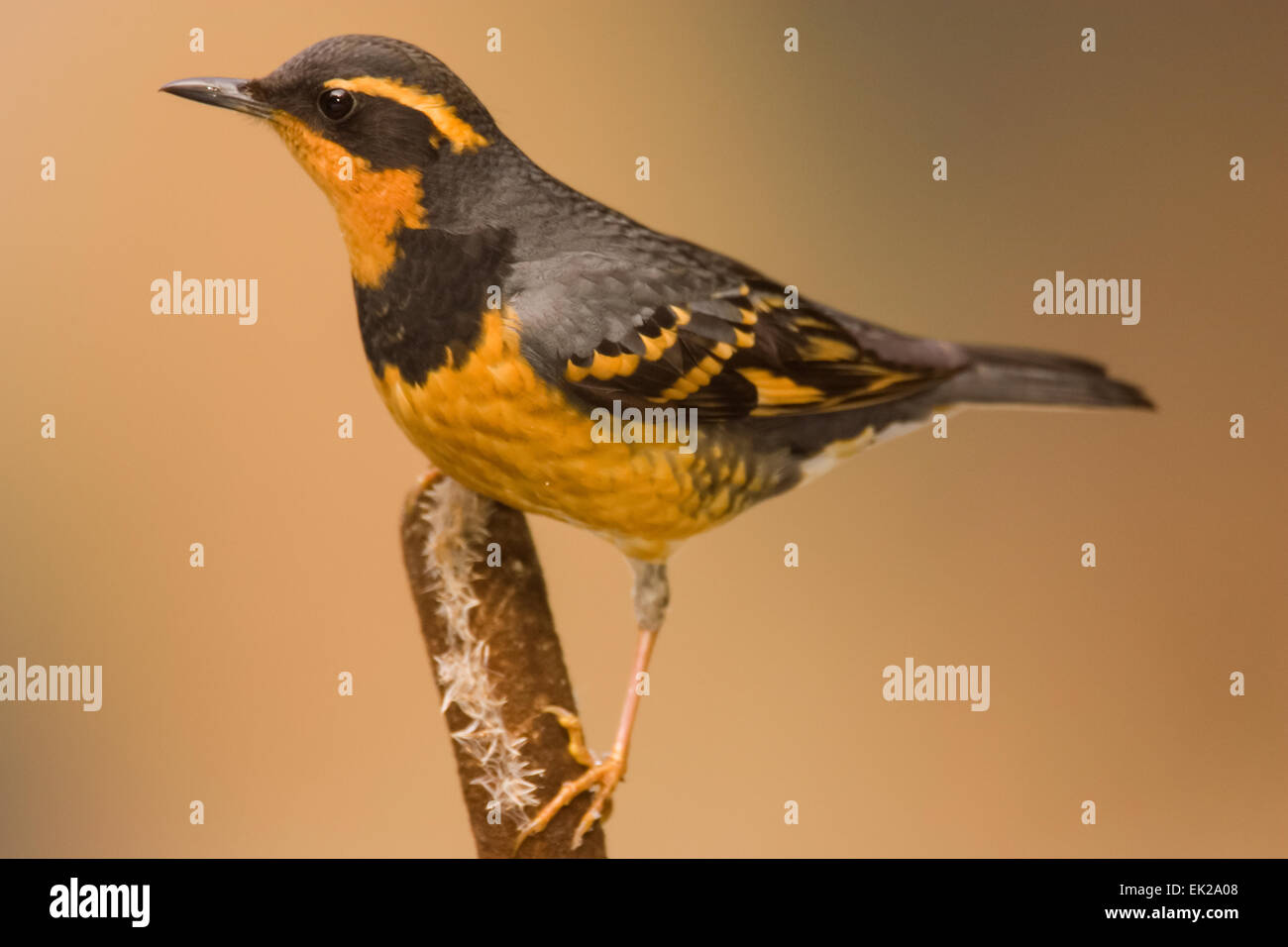 Western washington usa united states bird birds thrush male hi-res ...
