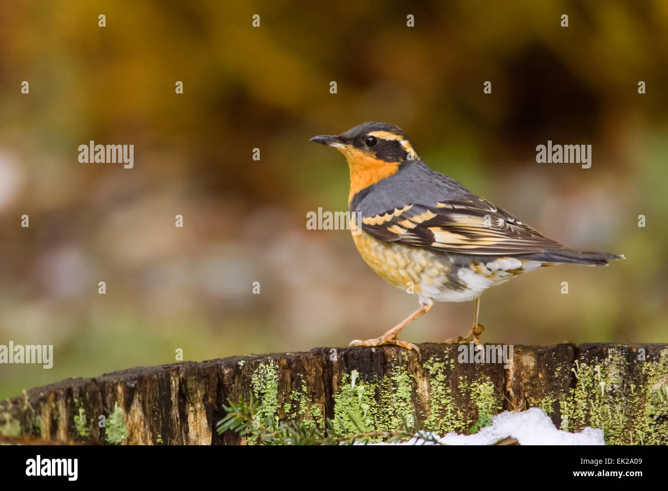 Varied Thrush (Ixoreus naevius) perched on the edge of a wine barrel ...