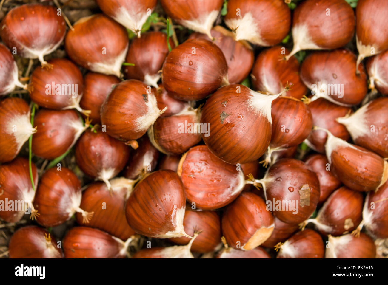 Japanese european grafted chestnut hi-res stock photography and images ...