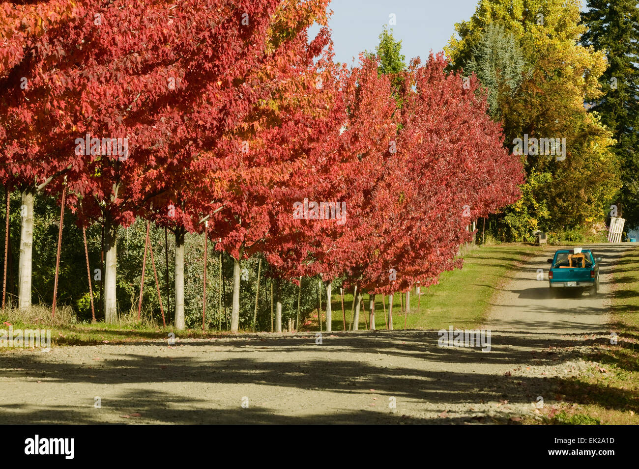Maple trees in Autumn foliage along a gravel road to a farm house near ...