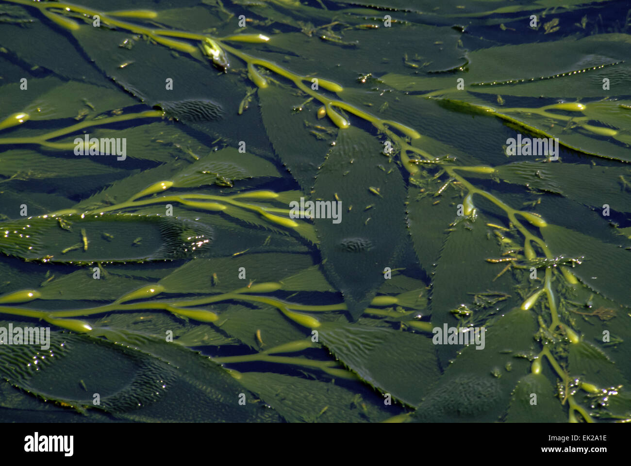 Giant Kelp (Macrocystis pyrifera) floating on the ocean near Point ...