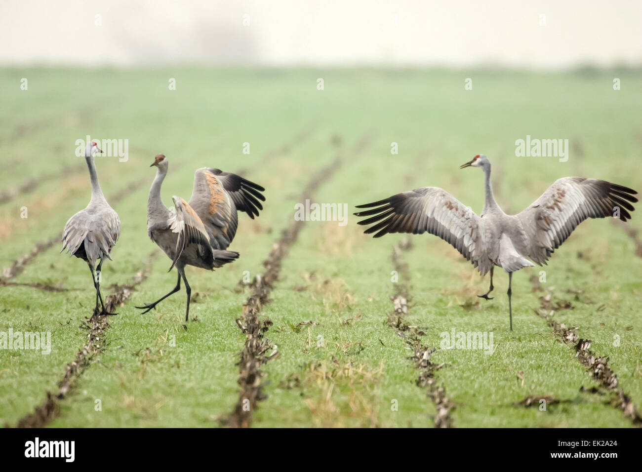 Three Sandhill Cranes doing a courtship dance in a harvested corn field ...