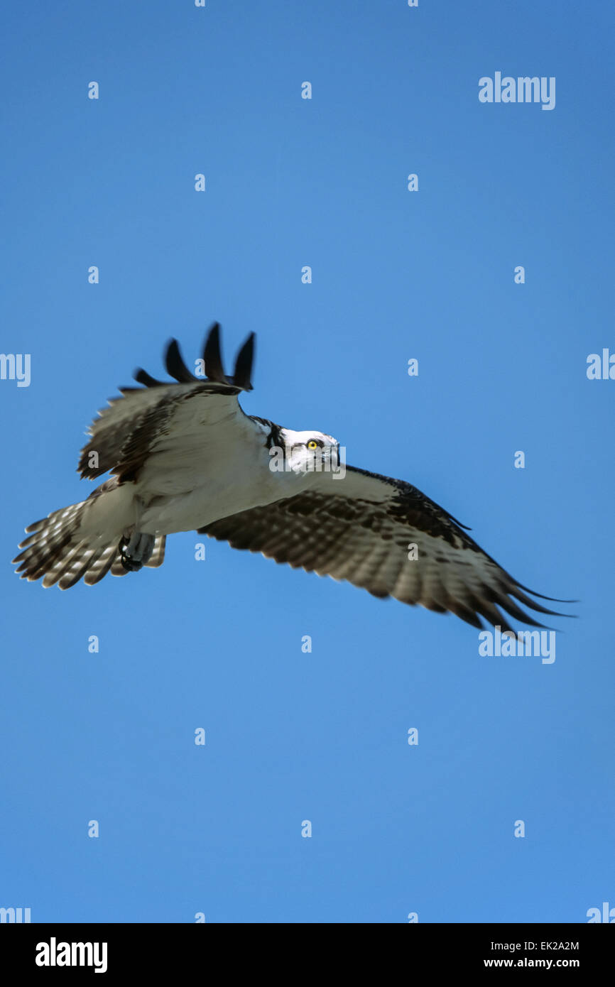 Osprey flying surrounded by blue sky on Sanibel Island, Florida, USA ...