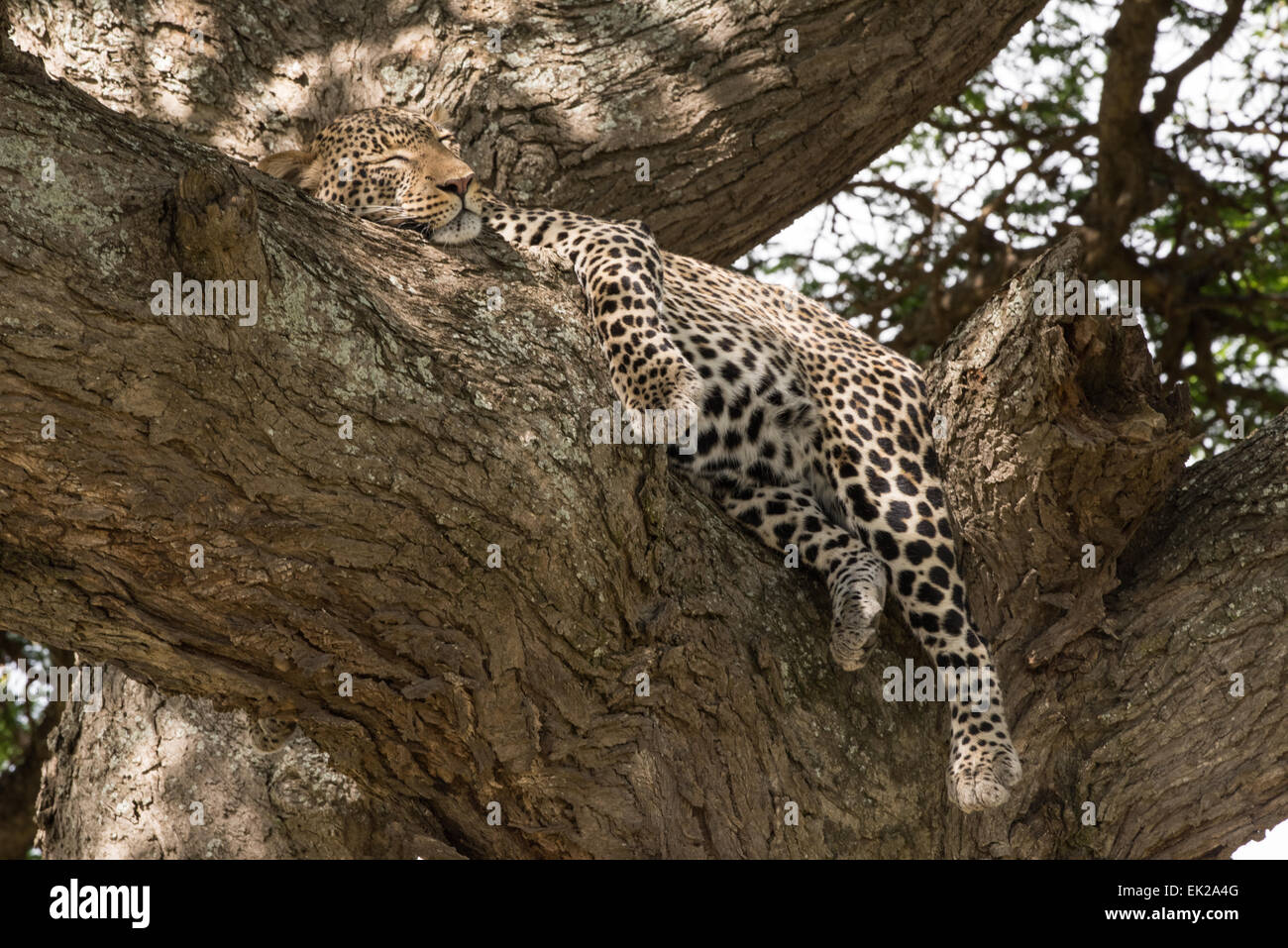 Leopard resting in an acacia tree, Tanzania Stock Photo - Alamy