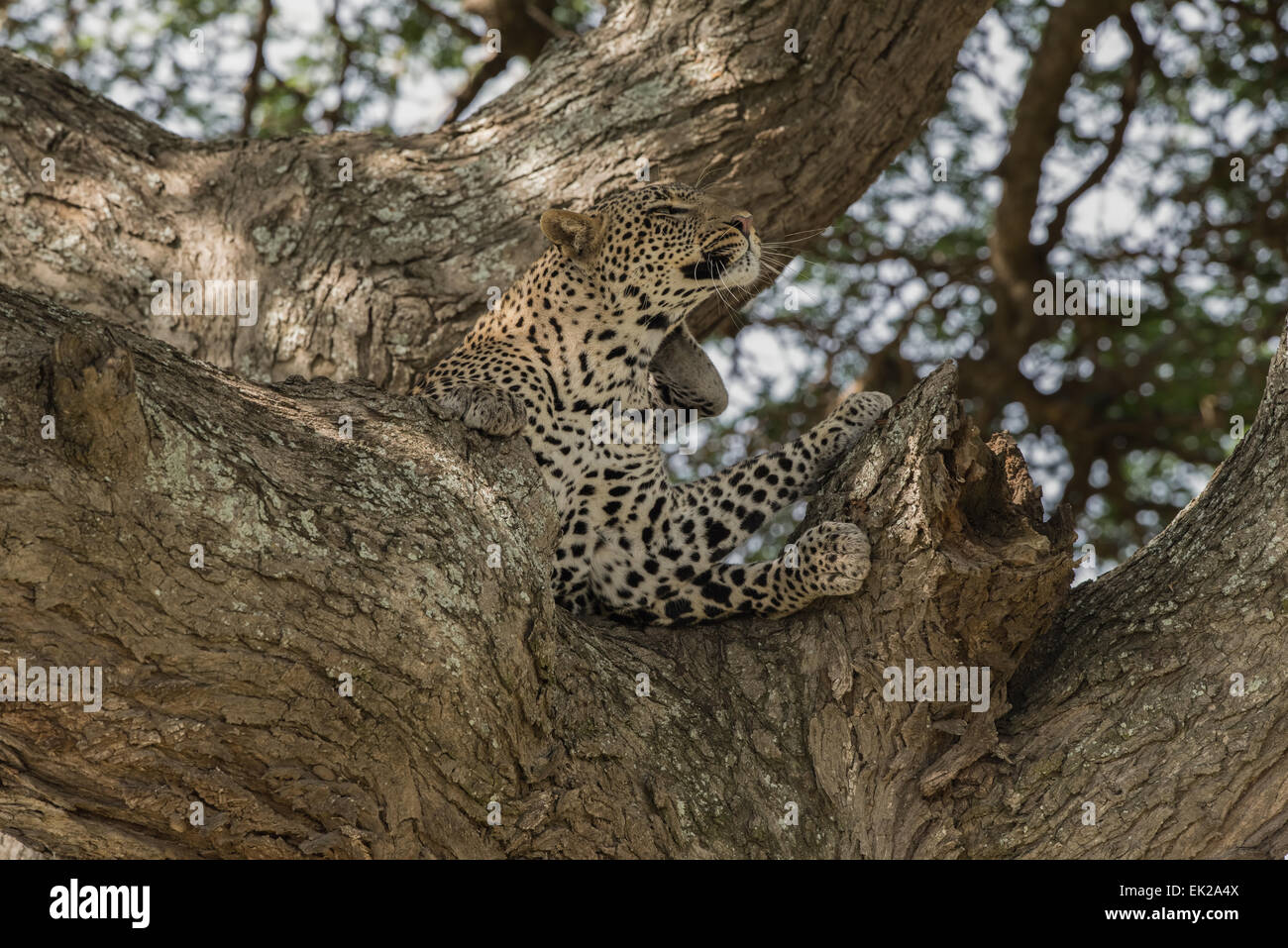 Leopard resting in an acacia tree, Tanzania Stock Photo - Alamy