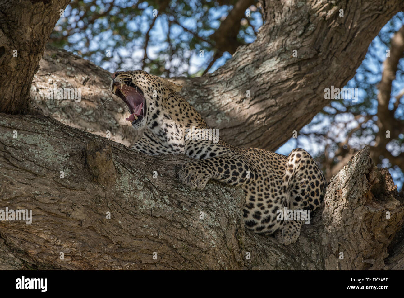 Leopard resting in an acacia tree, Tanzania Stock Photo - Alamy