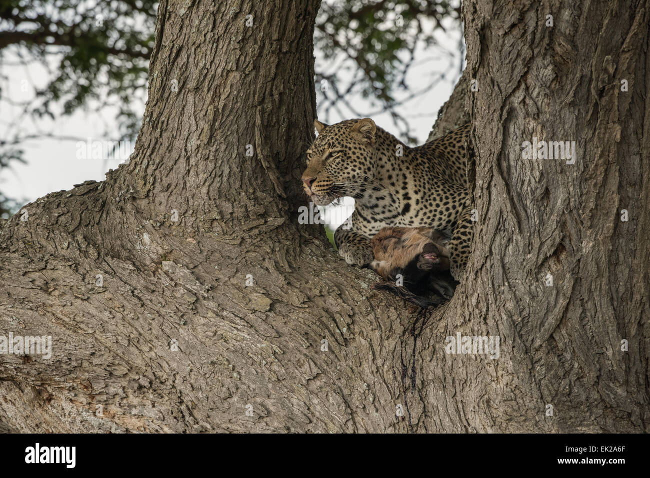 Baby leopard hi-res stock photography and images - Alamy