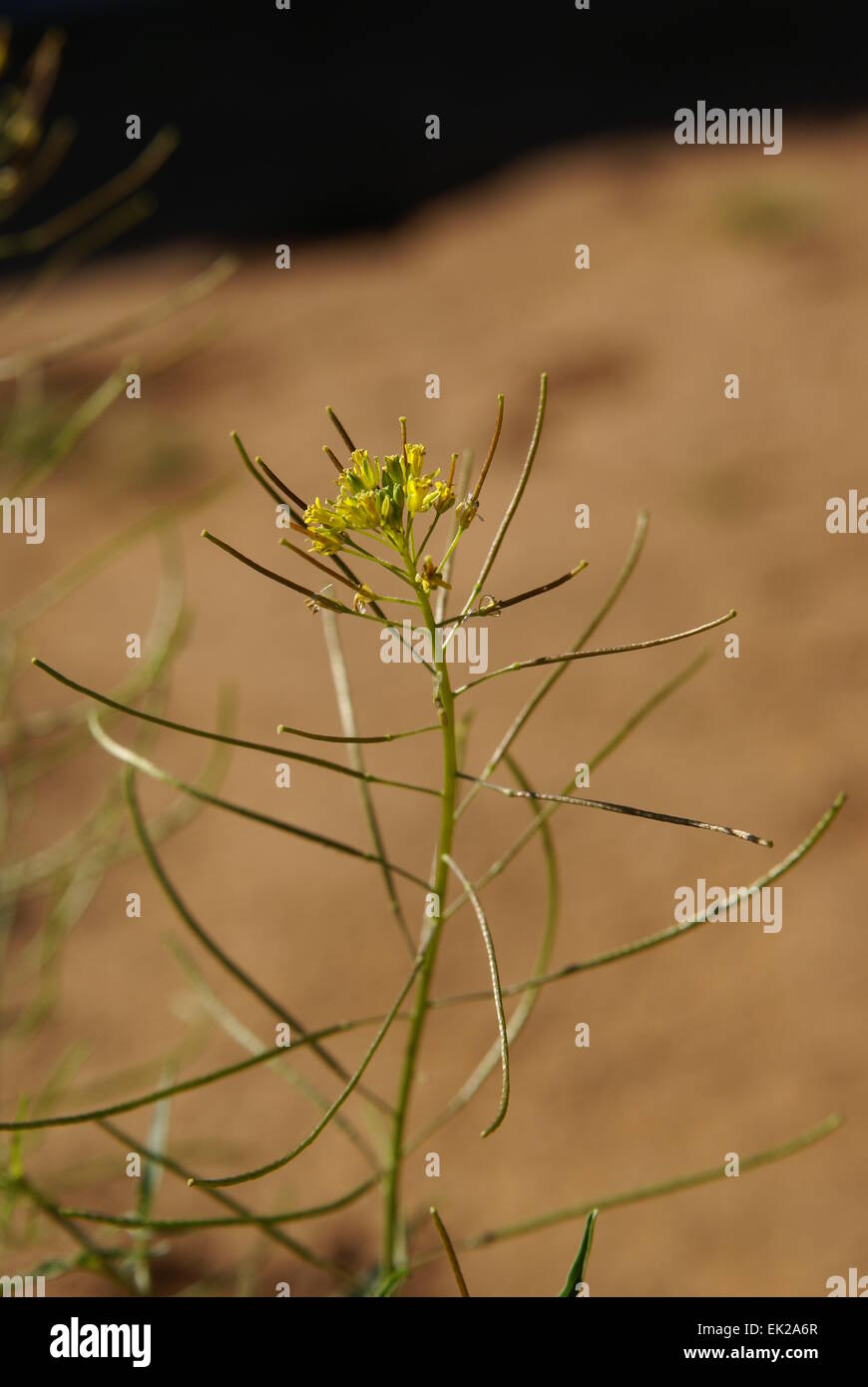 Arizona weed hi-res stock photography and images - Alamy
