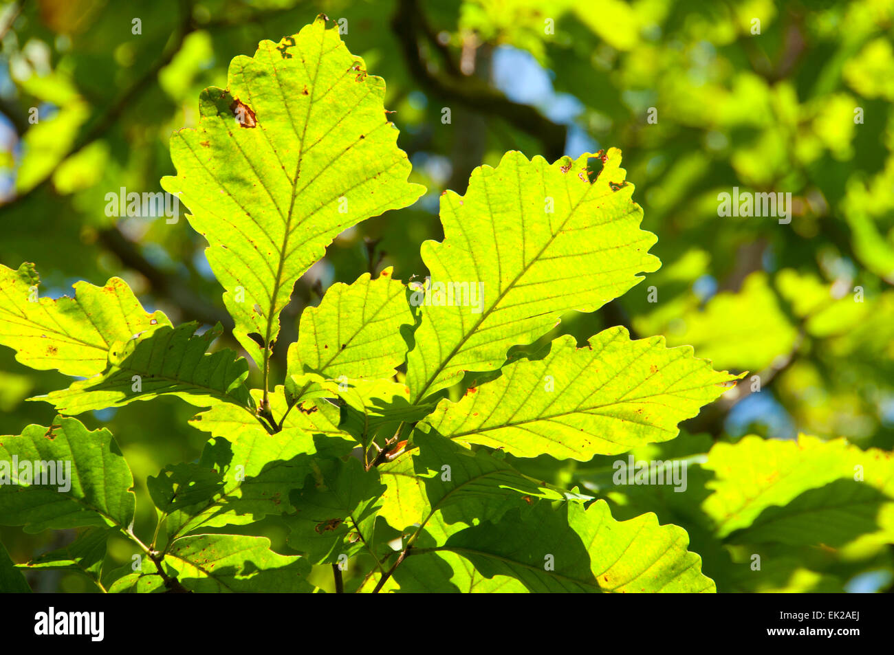 Chestnut oak leaves along Regicides Trail, West Rock Ridge State Park ...