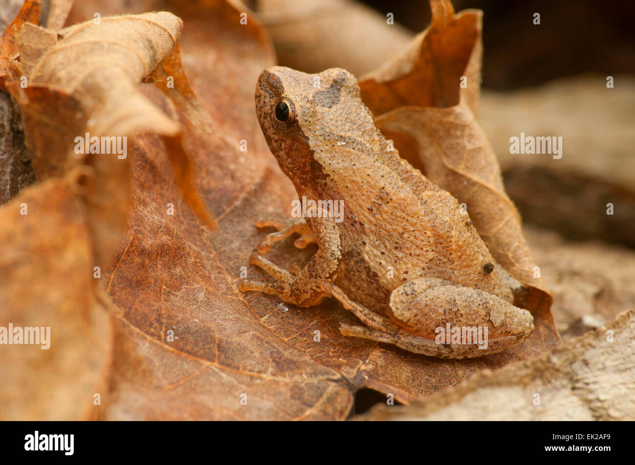 Peeper Frog High Resolution Stock Photography and Images - Alamy