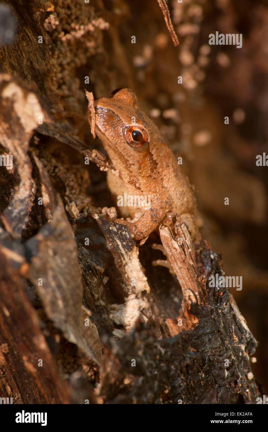 Spring peeper along Mattabesett Trail, New England National Scenic ...