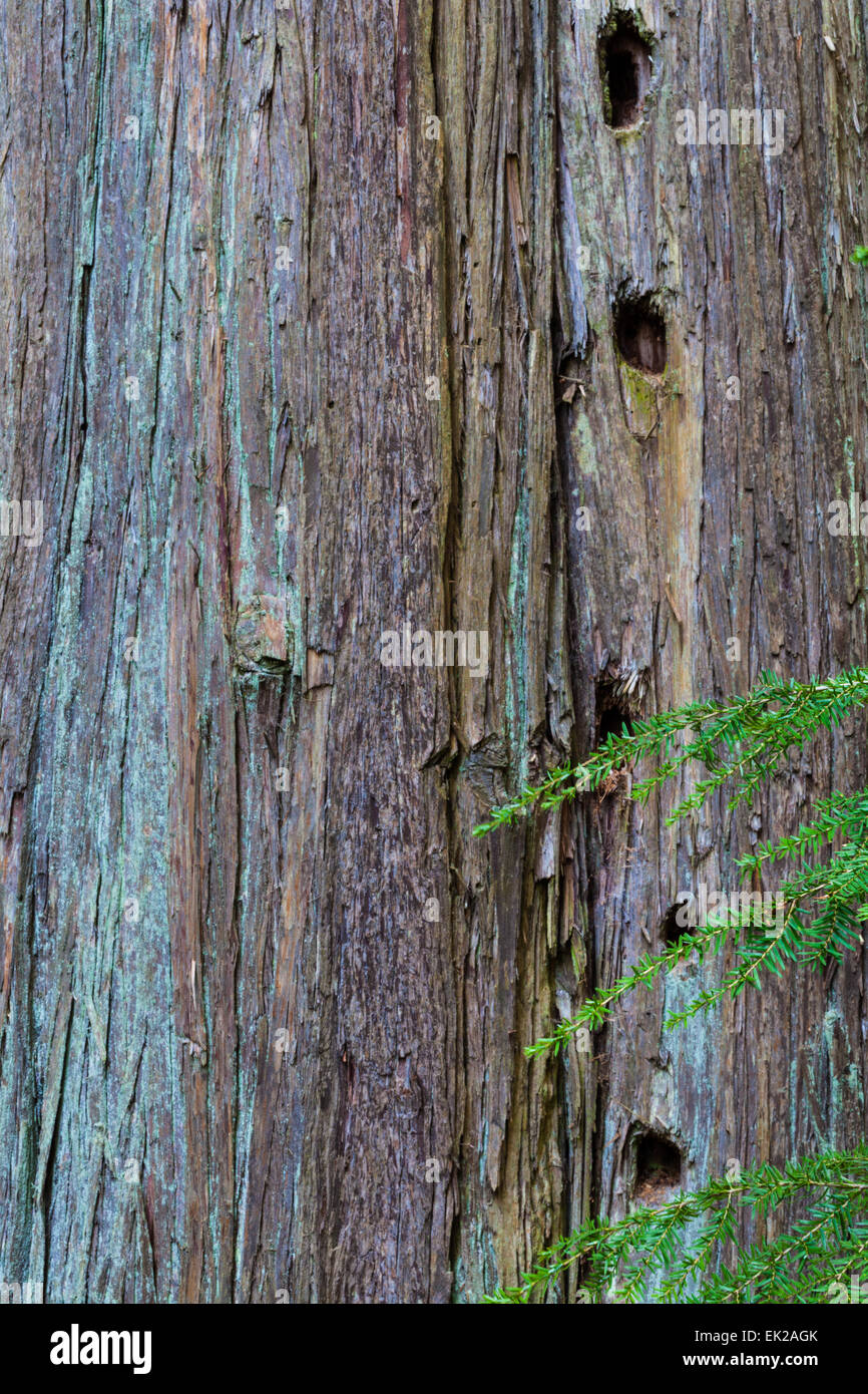 Woodpecker pecking tree hi-res stock photography and images - Alamy