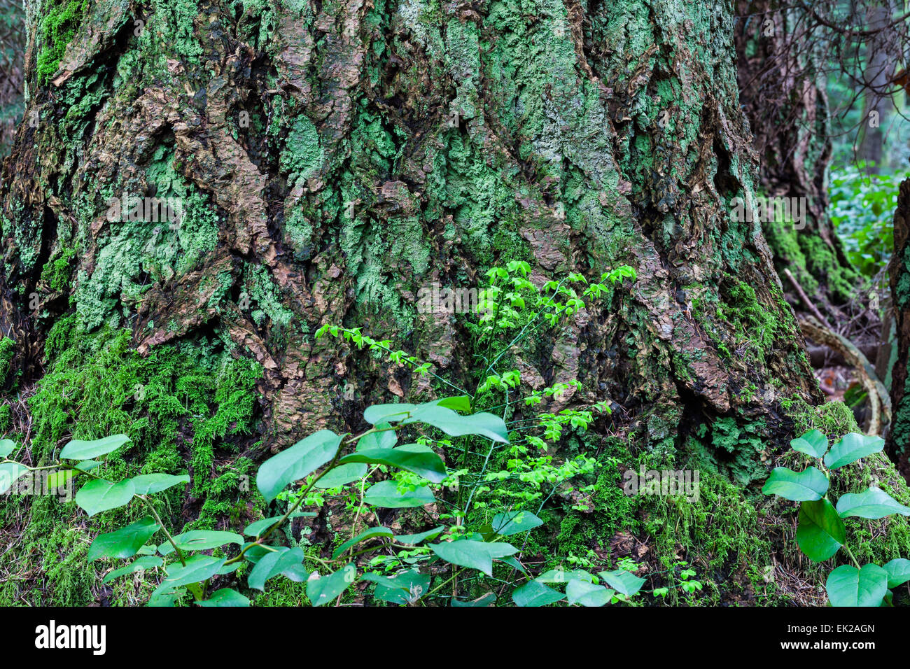 Douglas fir bark pseudotsuga menziesii hi-res stock photography and ...