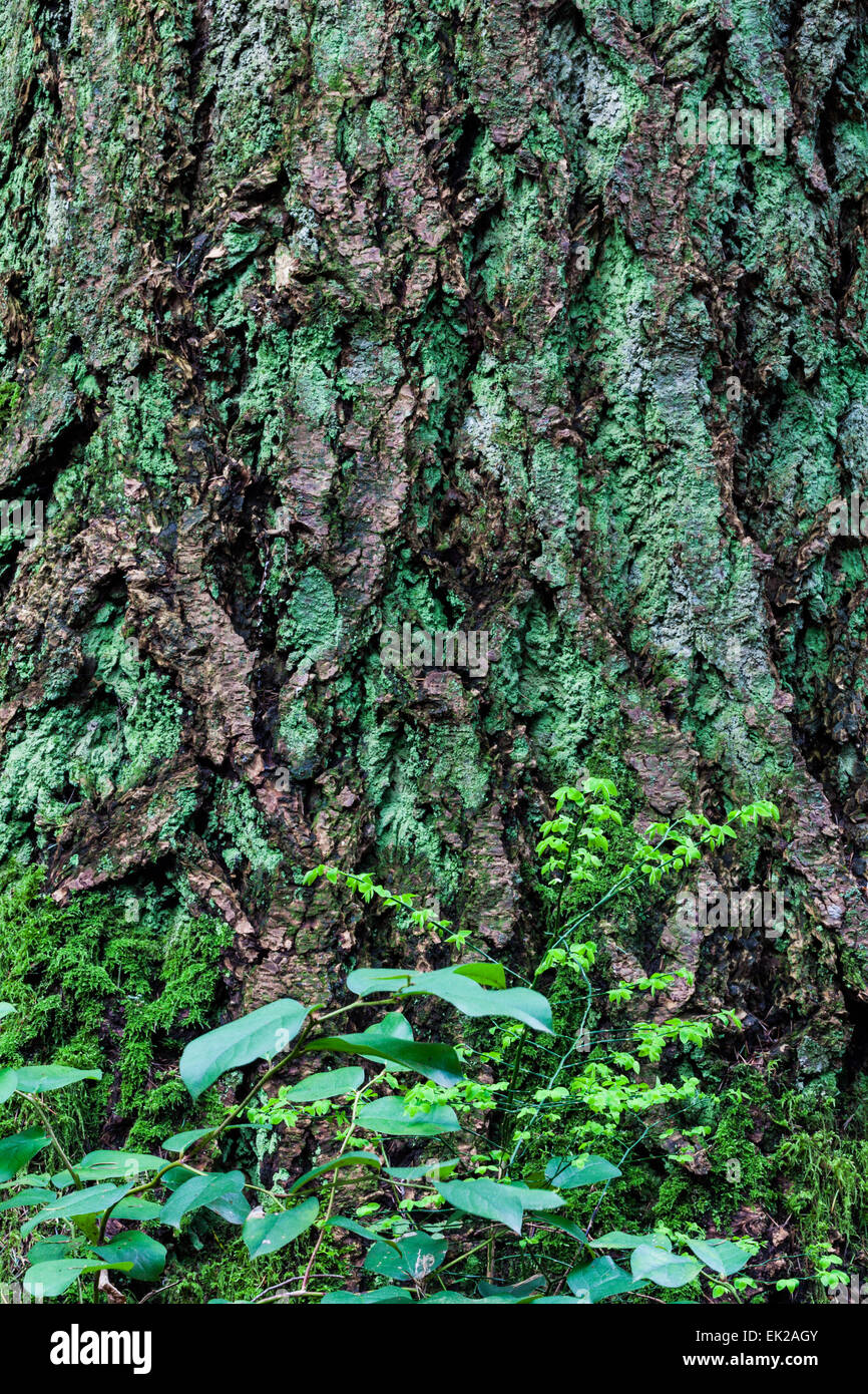 Douglas fir tree bark hi-res stock photography and images - Alamy