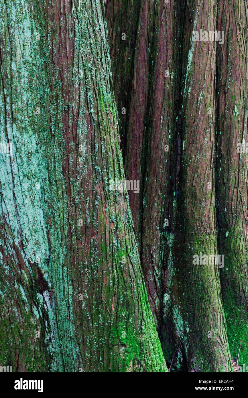 Cedar tree roots hi-res stock photography and images - Alamy