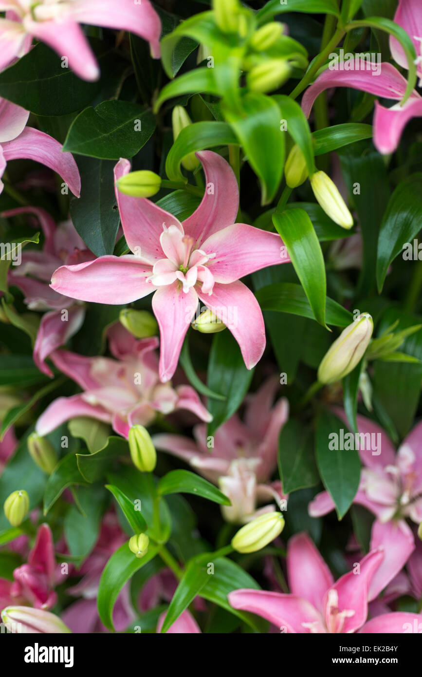 Candy blossom hi-res stock photography and images - Alamy