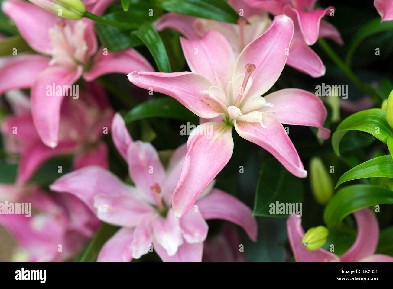 Candy blossom hi-res stock photography and images - Alamy