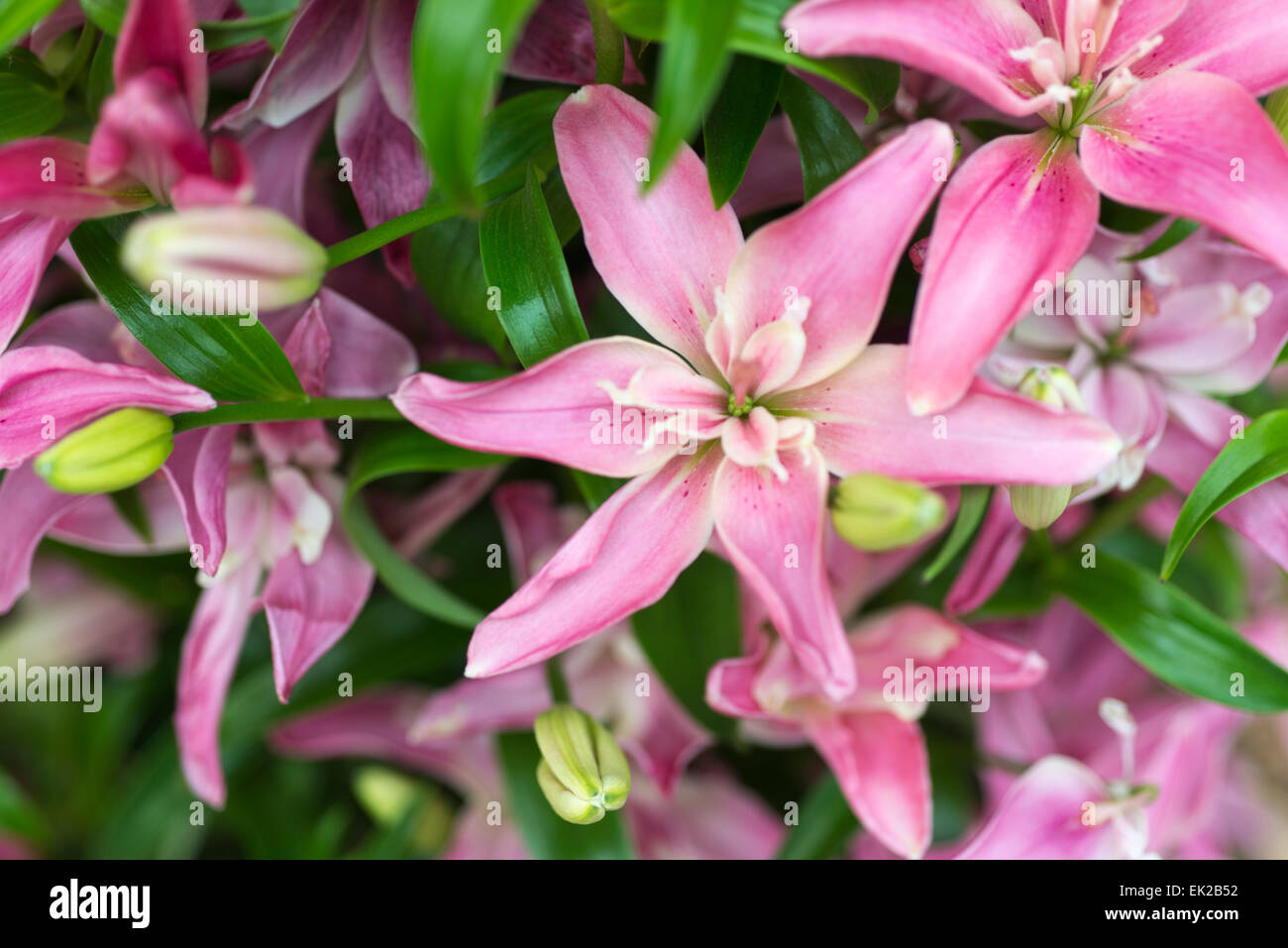 Candy blossom hi-res stock photography and images - Alamy