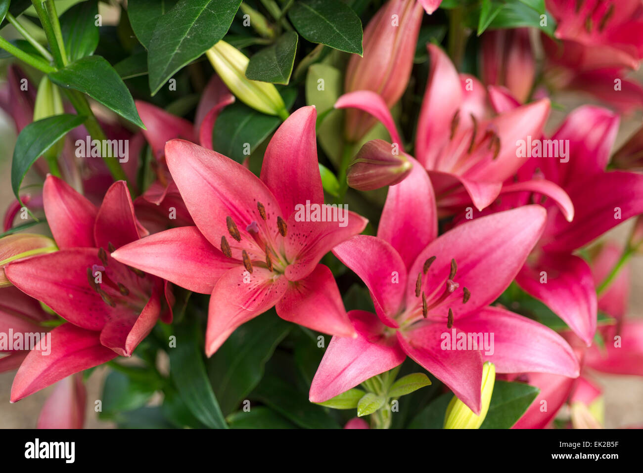 Lily venetian hi-res stock photography and images - Alamy
