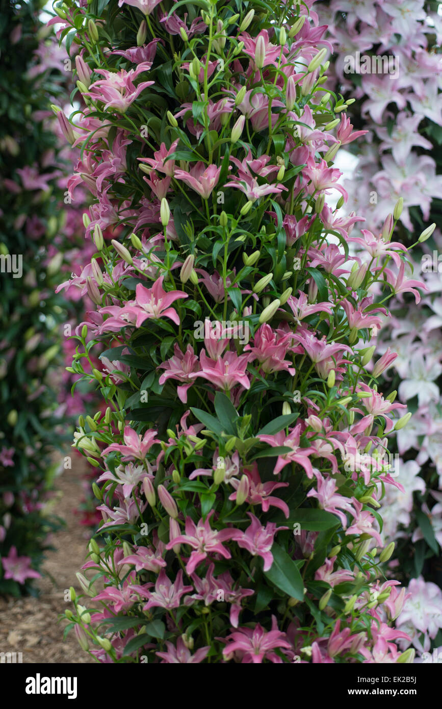 Candy blossom hi-res stock photography and images - Alamy