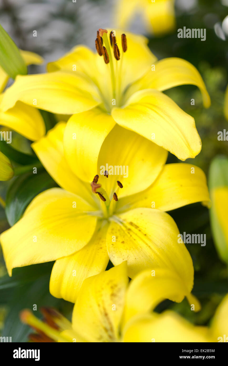 Lily Classic Joy Stock Photo - Alamy