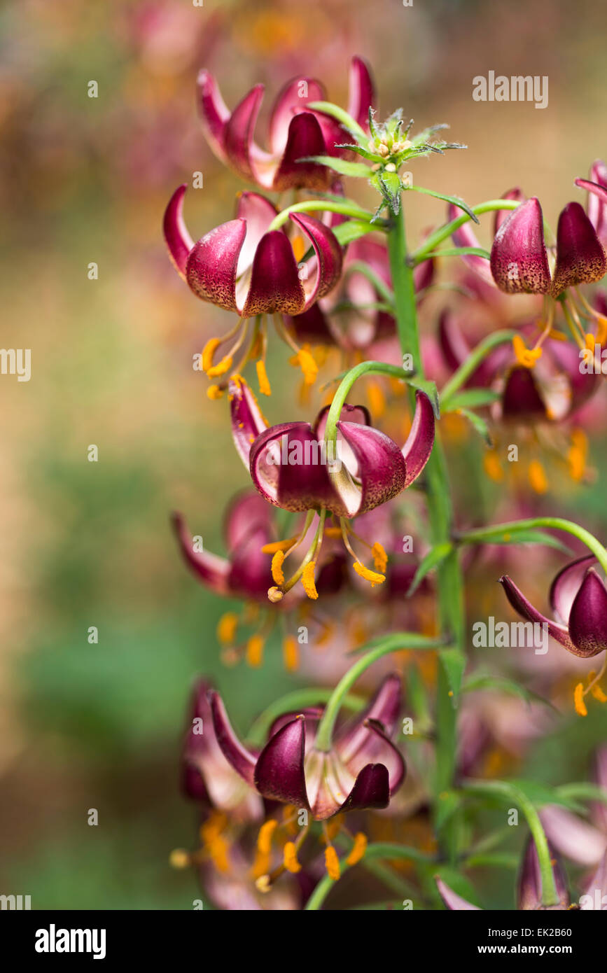 Russian lily hi-res stock photography and images - Alamy