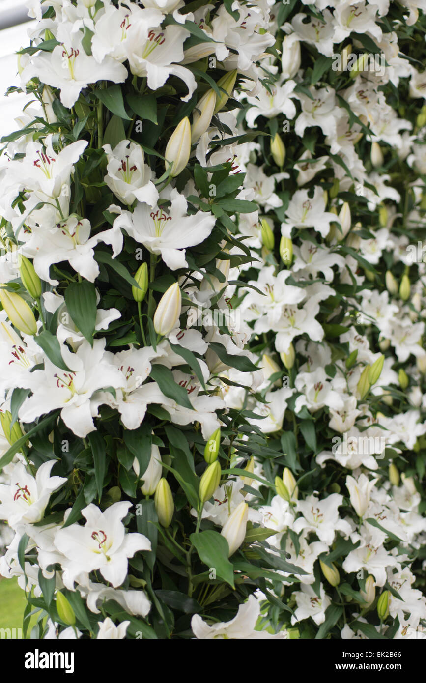 Signum hi-res stock photography and images - Alamy