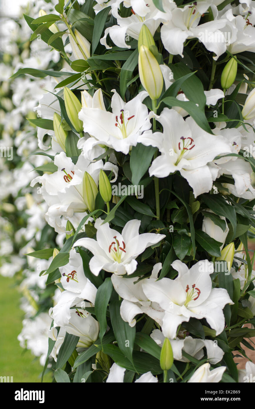 Lily lilium cascade hi-res stock photography and images - Alamy