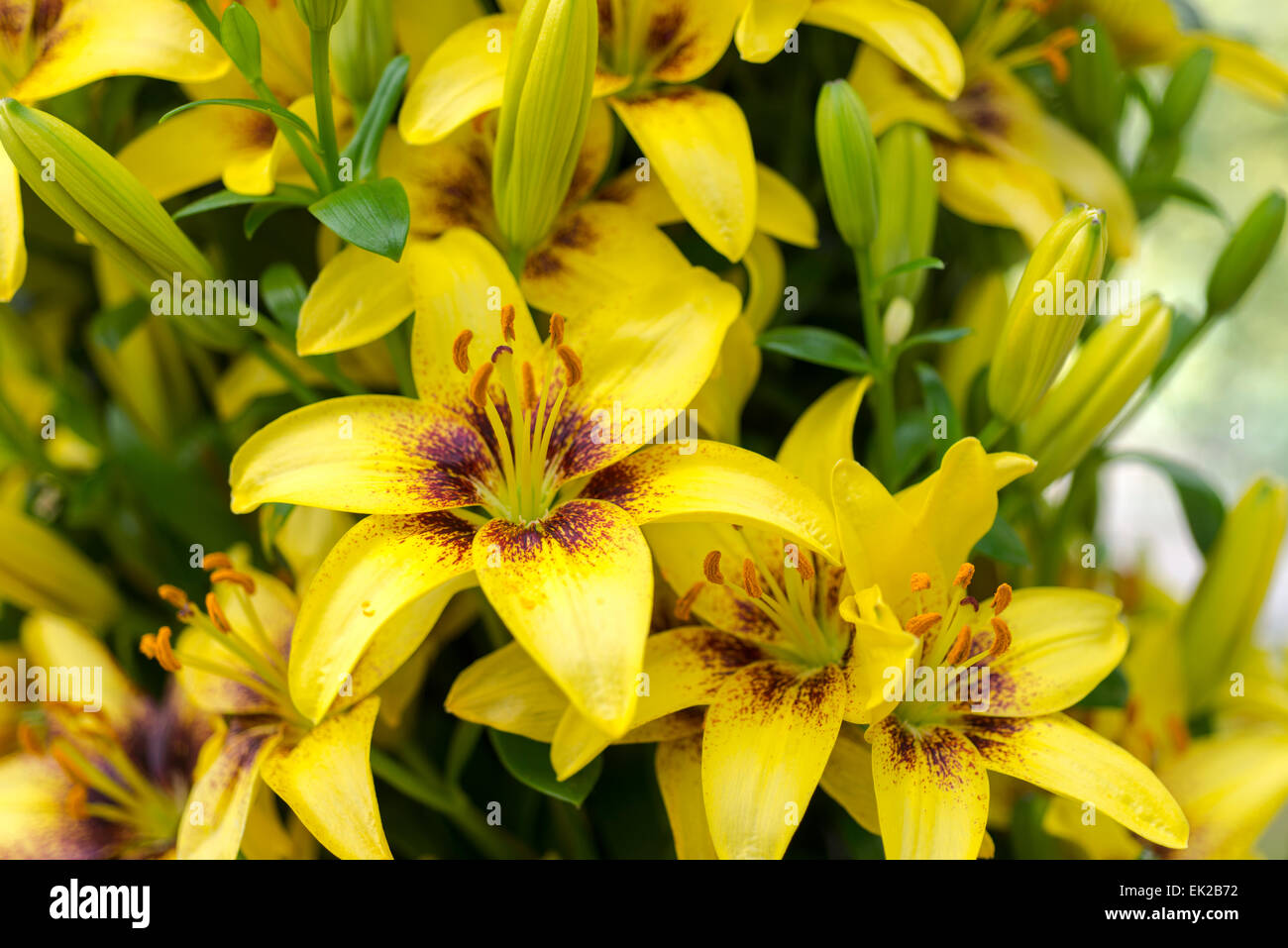 Yellow pixels hi-res stock photography and images - Alamy