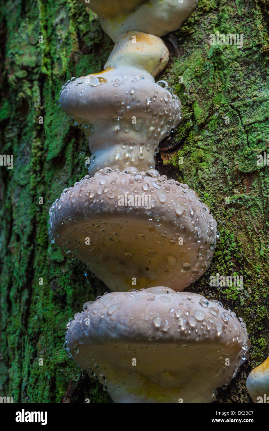 Tree fungus secreting moisture droplets from its surface Stock Photo ...