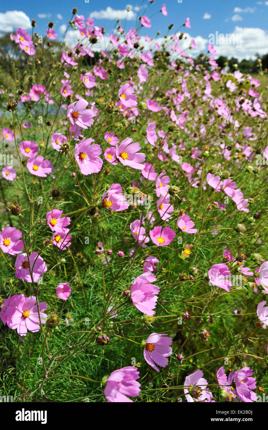 Beautiful pink Cosmos flowers,Cosmos bipinnatus, growing wild near ...