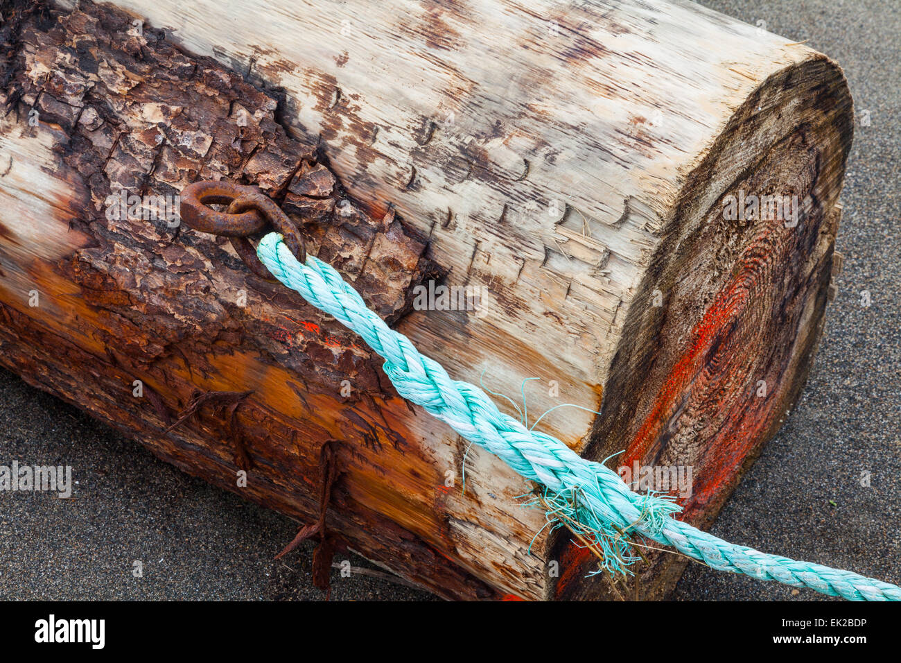 Tethered log washed up on the banks of the Fraser River in Vancouver ...