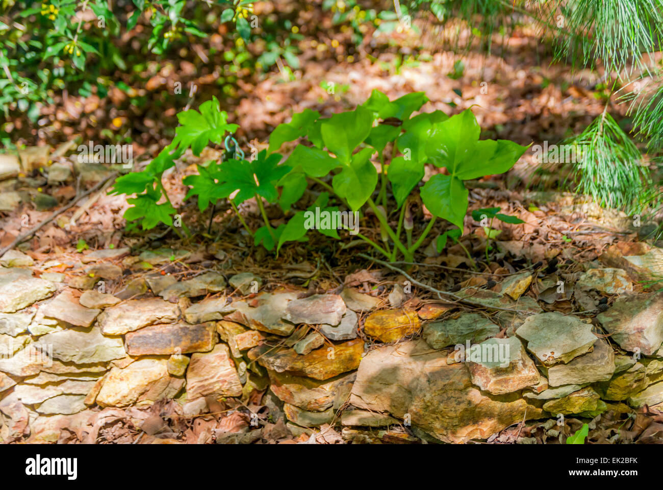 Green plant growing in natural stone planter Stock Photo - Alamy