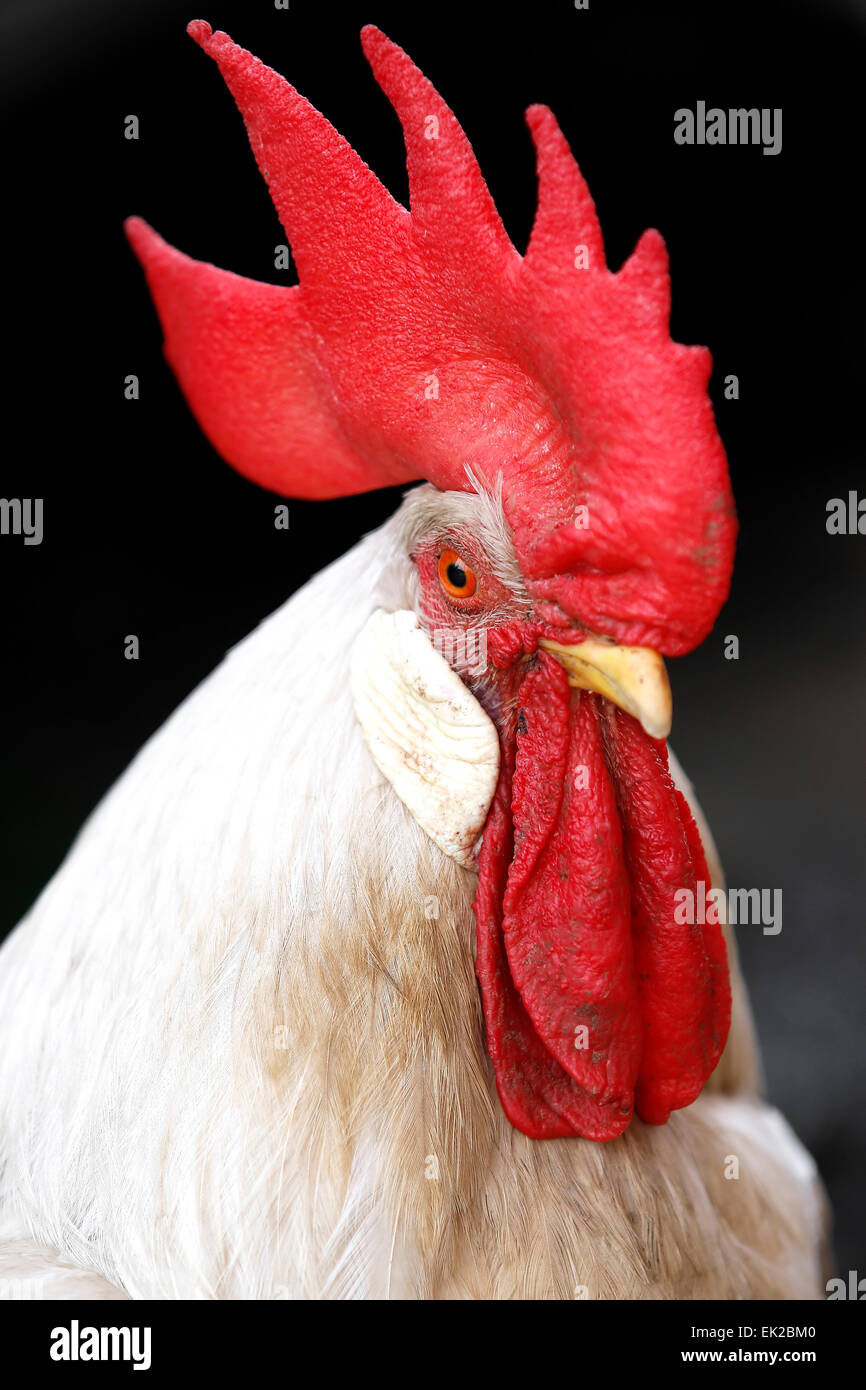 Rooster front view hi-res stock photography and images - Alamy