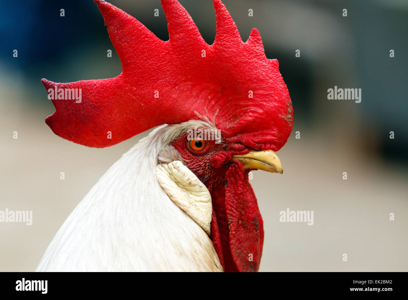 Portrait rooster standing outdoors hi-res stock photography and images ...