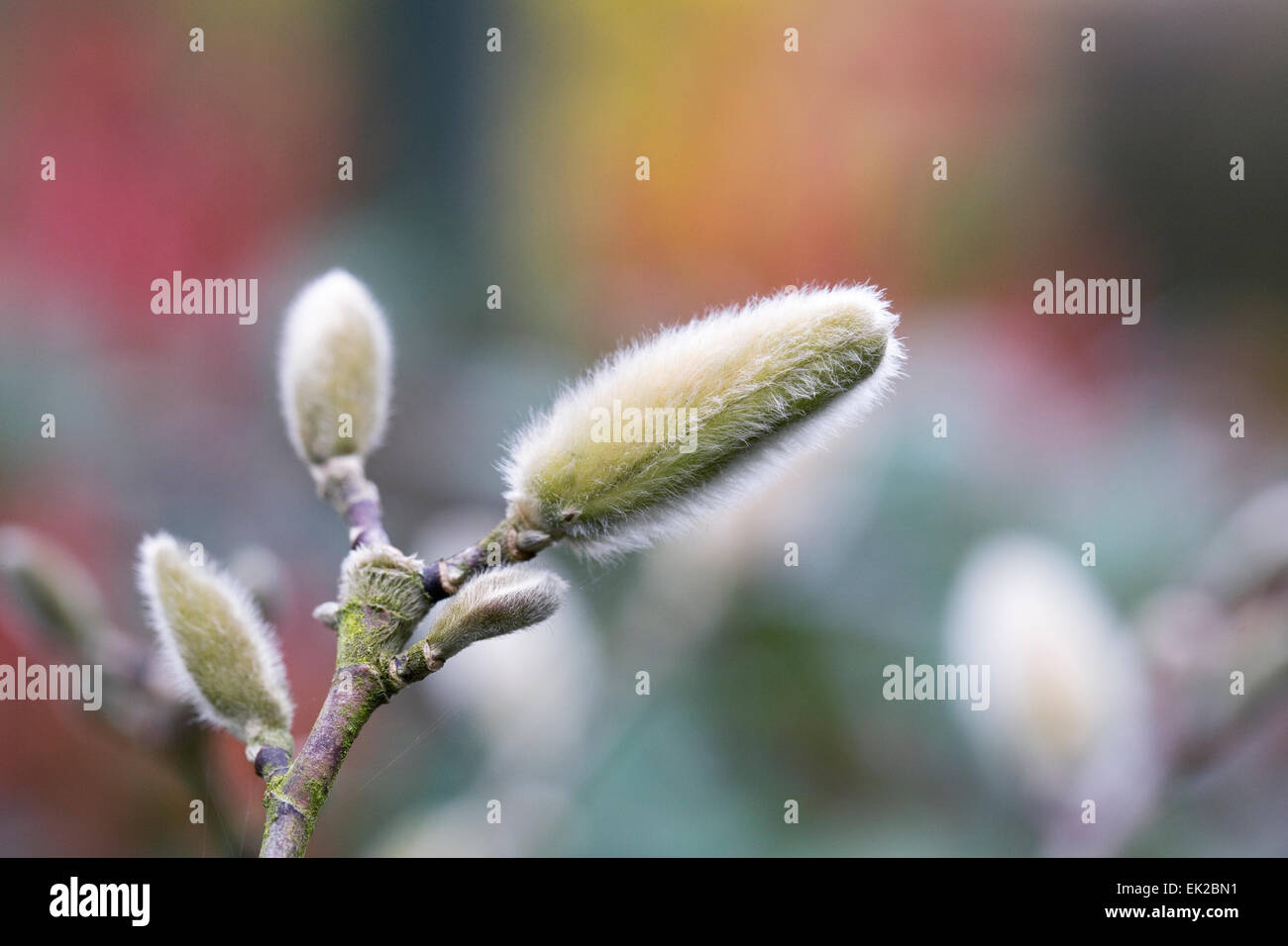 Magnolia stellata buds in early Spring Stock Photo - Alamy