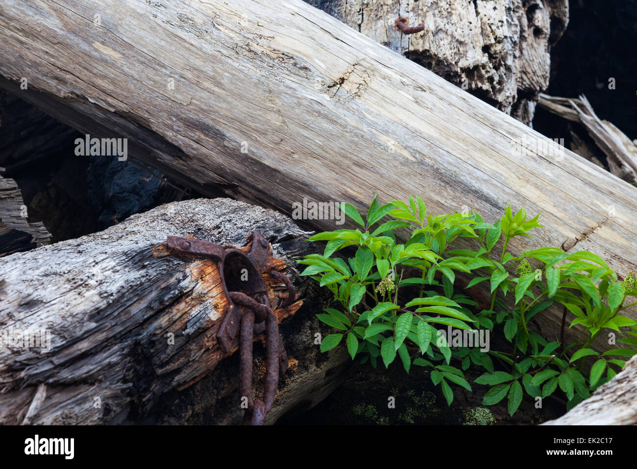 Elderberry tree growing amidst a pile of driftwood on Iona Beach Park ...