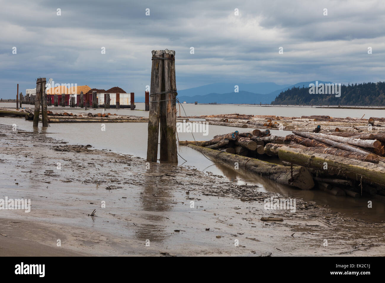 Log booms floating in the Fraser River with wood chip barges in the ...