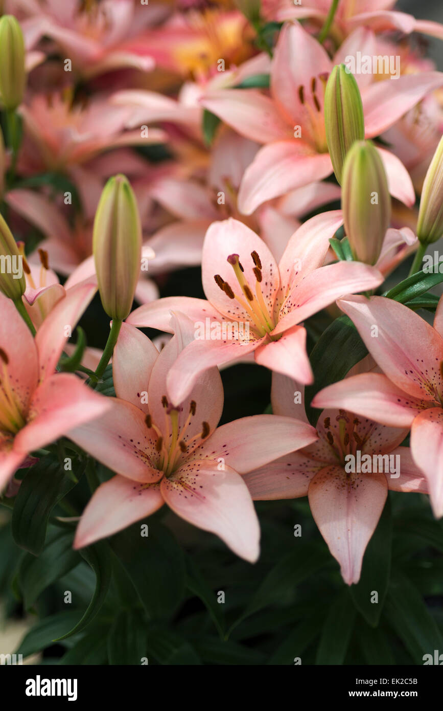 Lily River Joy Stock Photo - Alamy