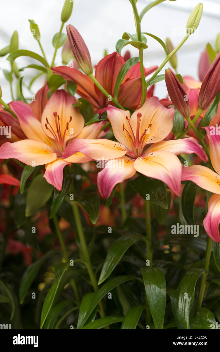 Lily heartstrings hi-res stock photography and images - Alamy