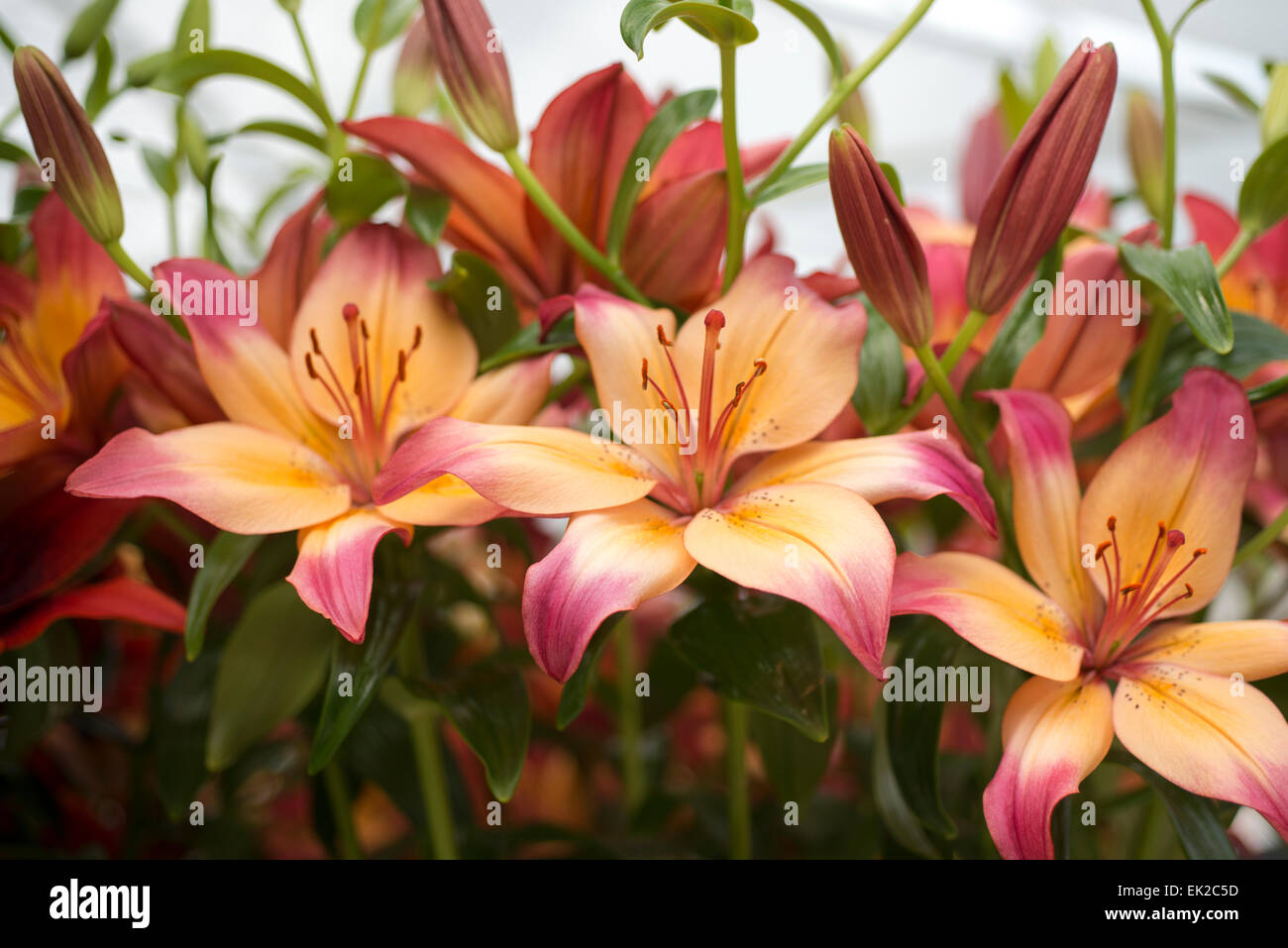 Asiatic lily heartstrings hi-res stock photography and images - Alamy