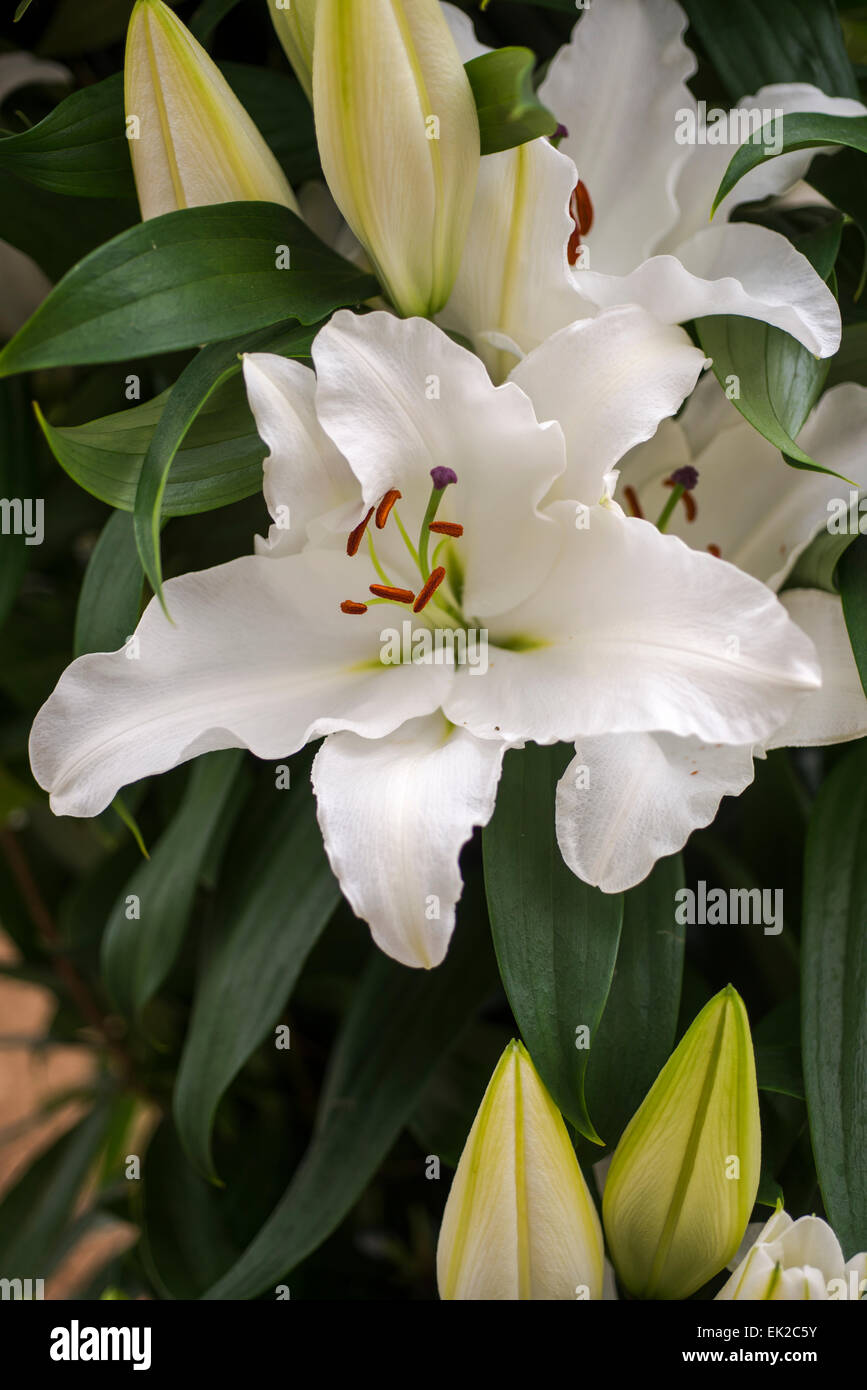 Sambuca hi-res stock photography and images - Alamy