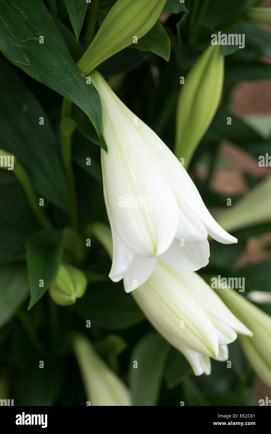 Lily Watch Up Stock Photo - Alamy