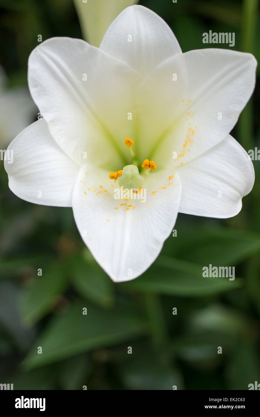 Lily Watch Up Stock Photo - Alamy