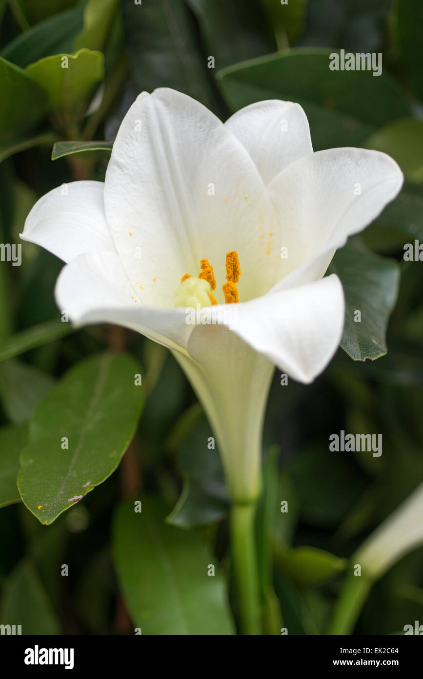 Lily Watch Up Stock Photo - Alamy